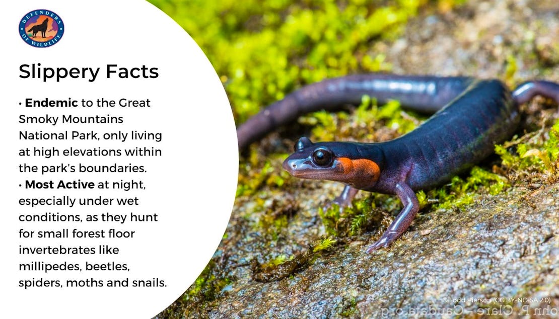 Wildly Weird Animals | Defenders of Wildlife